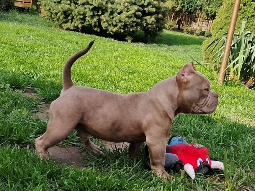 Американский булли