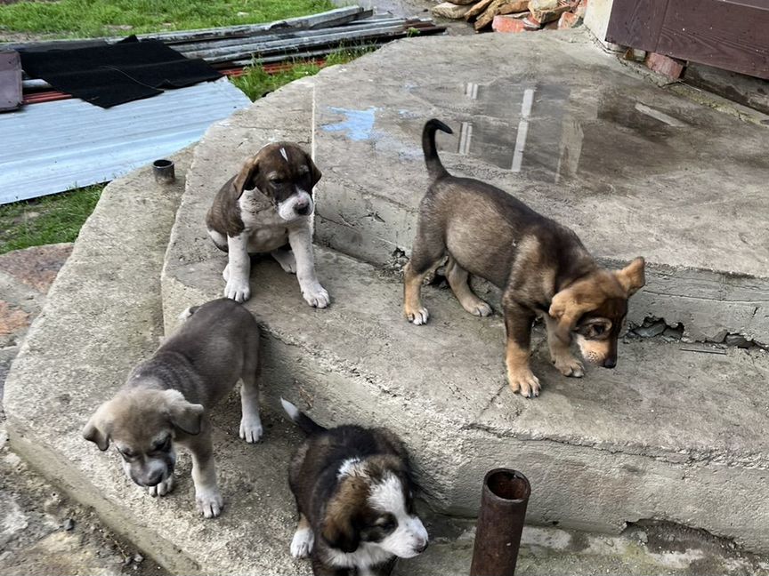 Собака Алабай 2 мес