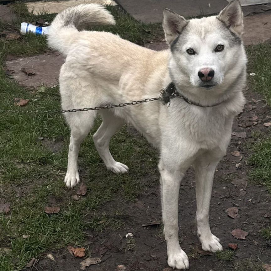 Взрослый пёс в добрые руки