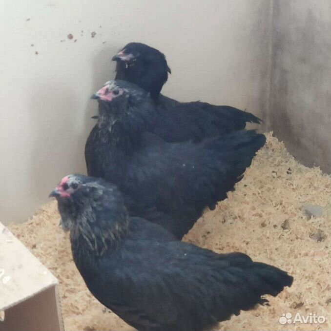 Амерауканы куры молодки