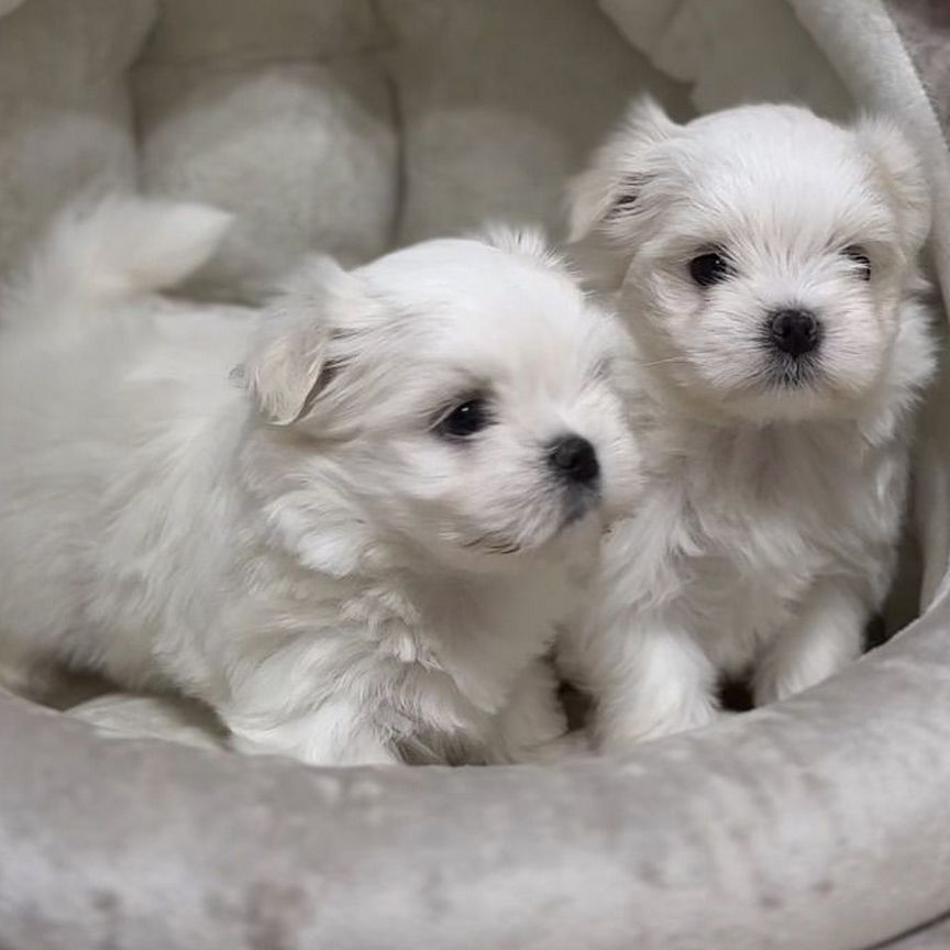 Мальтийская болонка, щенок