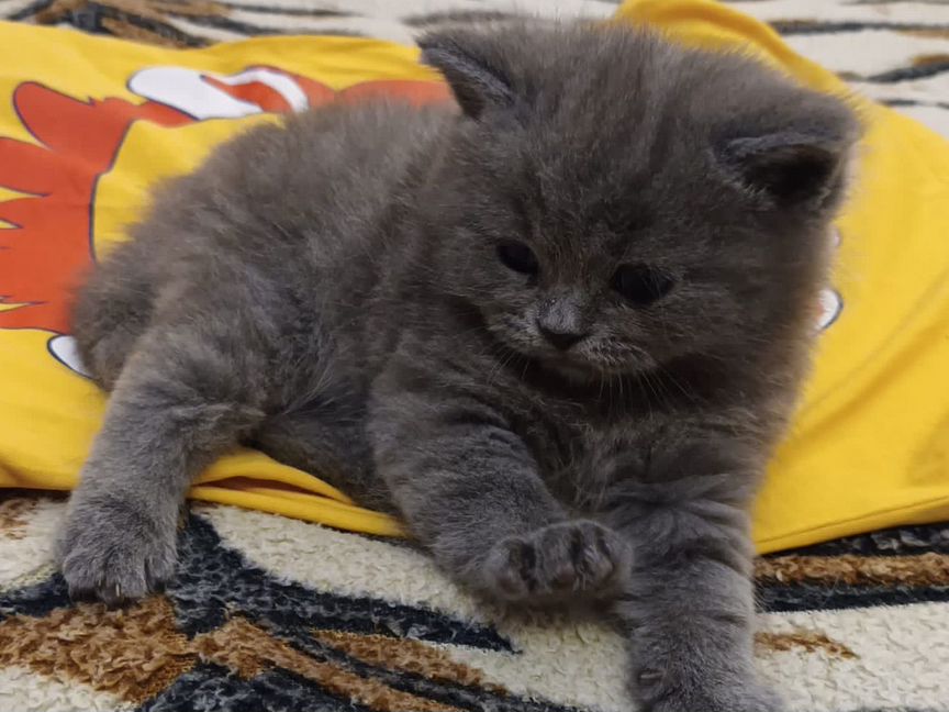 Шотландский котенок