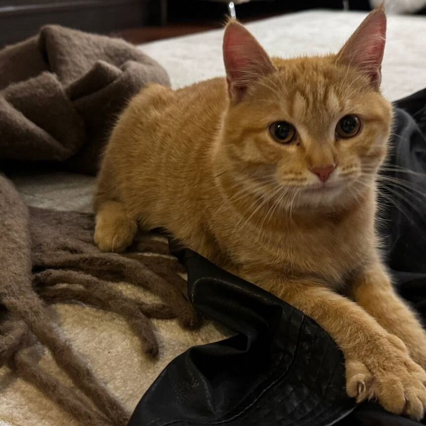 Нашелся кот