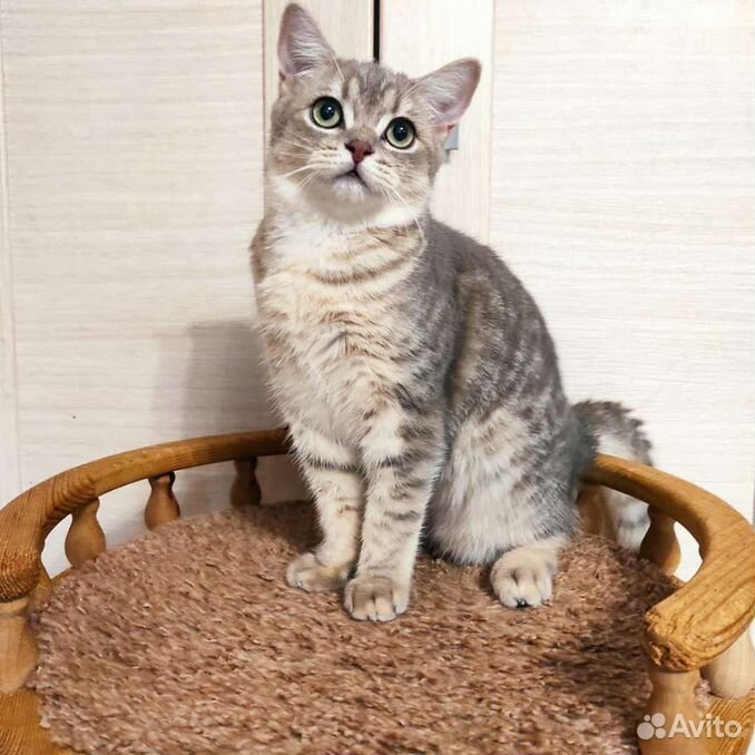 Очаровательный котик ищет семью