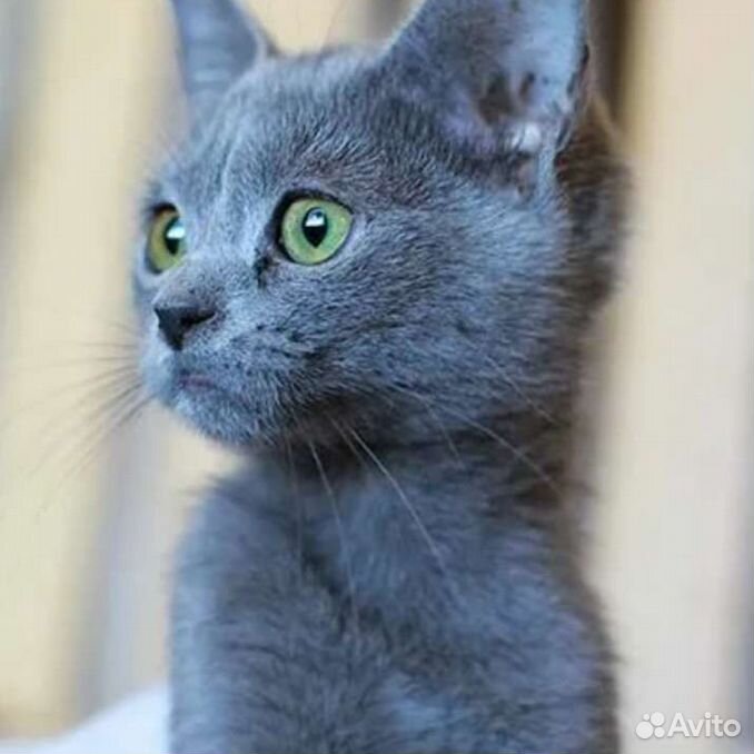 Малышка Таша