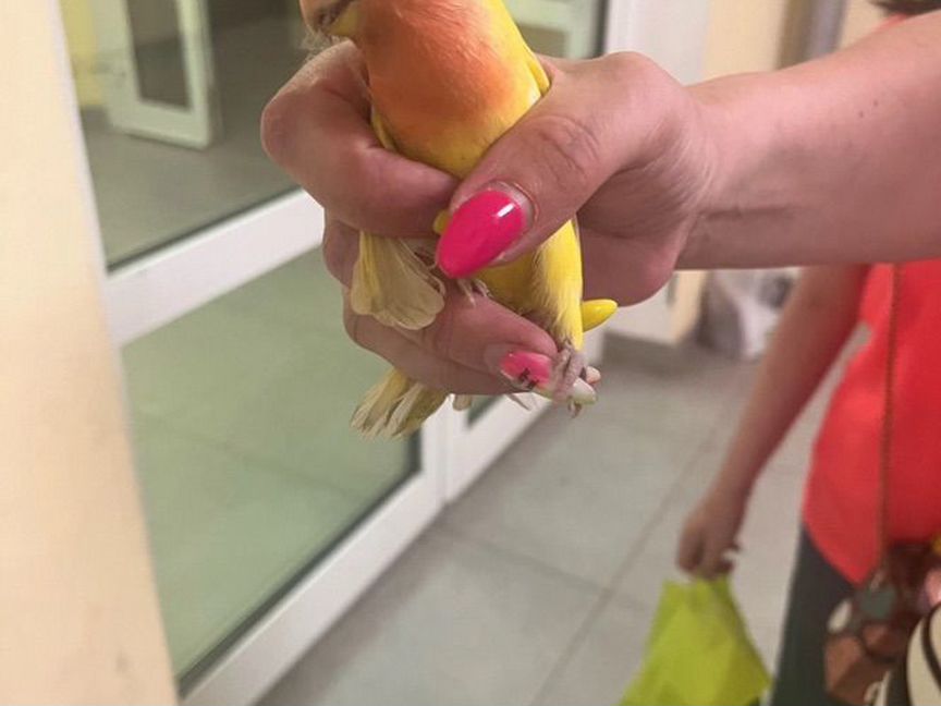 Найден попугай ищем прежнего хозяина