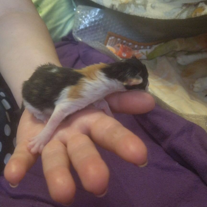 Отдадим в добрые руки трецветную девочку