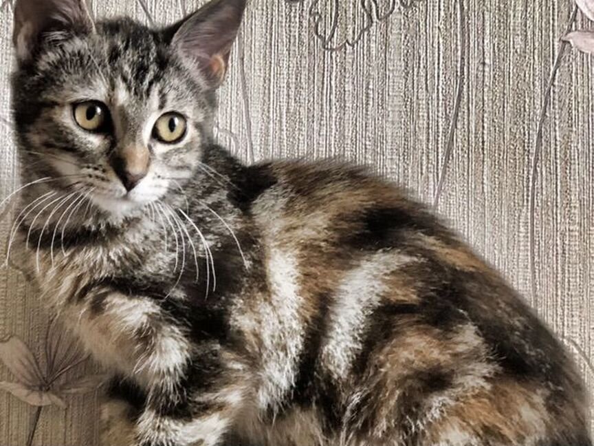 Котенок Душечка