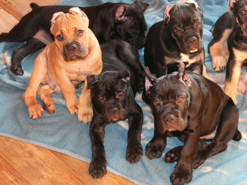 Корсо-красивая порода