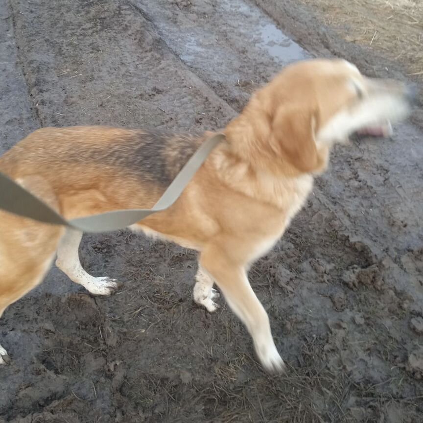 Русская гончая