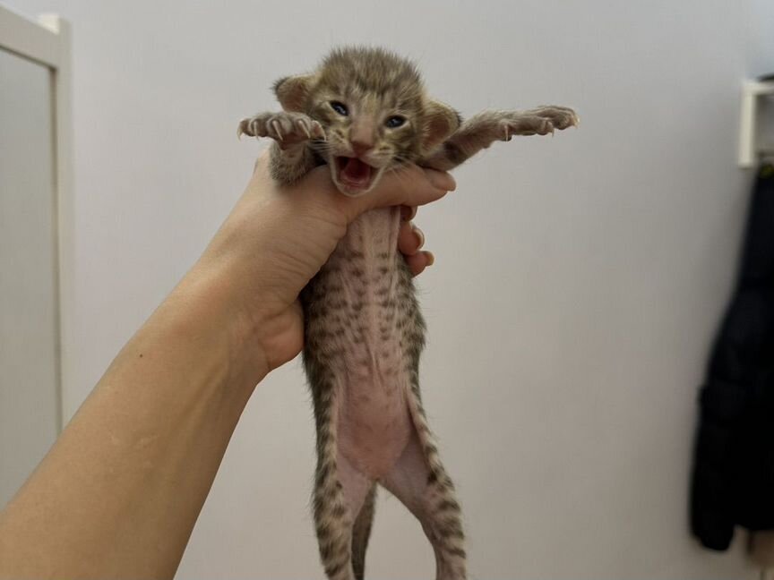 Ориентальные котята