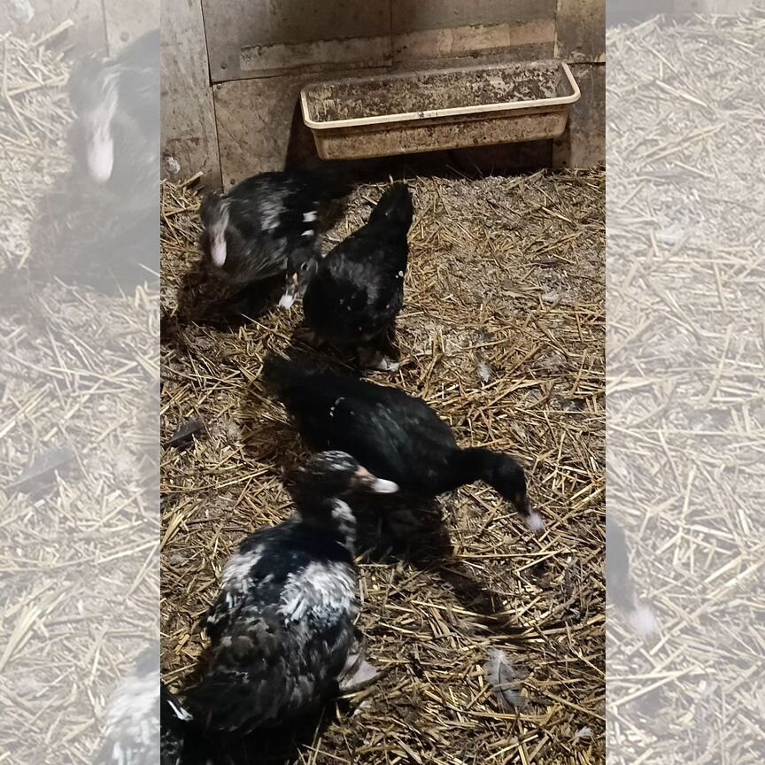 Мускусные утки