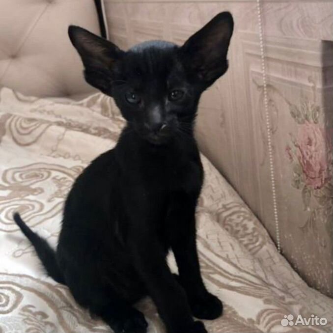 Кошечки ориенталы