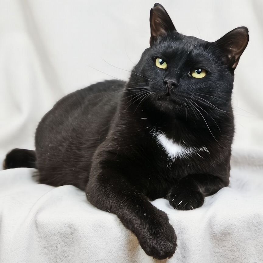 Взрослый кот в добрые руки