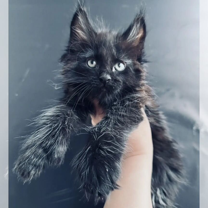 Мейн-кун котёнок