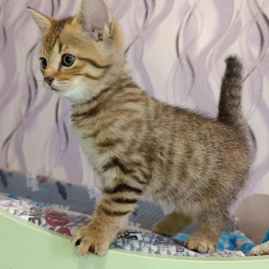 Британский котёнок мальчик