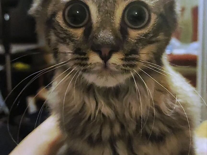 Найден Котёнок Очень ласковый