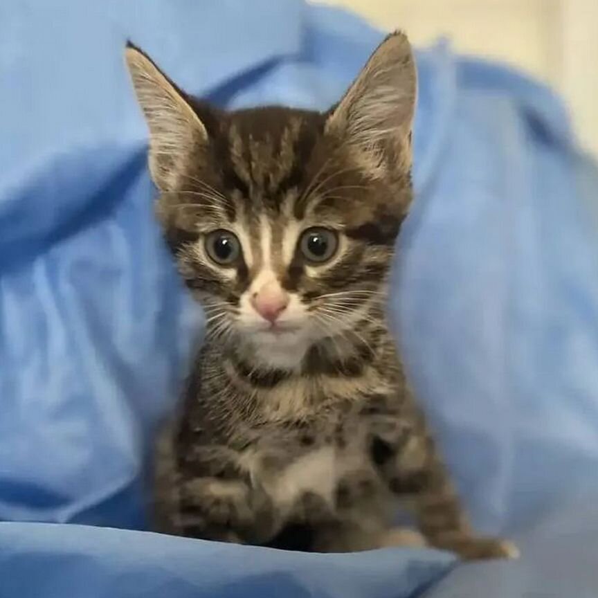 Котёнок в добрые руки