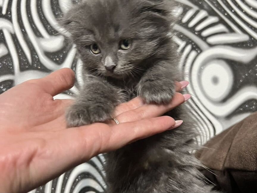 Кошка скотиш фолд