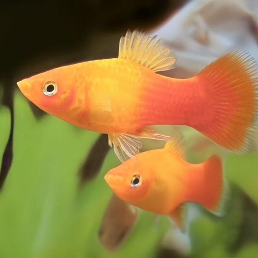 Отдам в хорошие руки мальков Пицилии