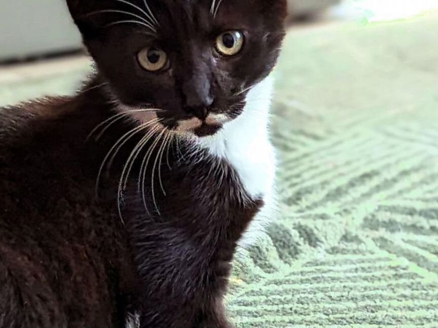 Котенок в добрые руки