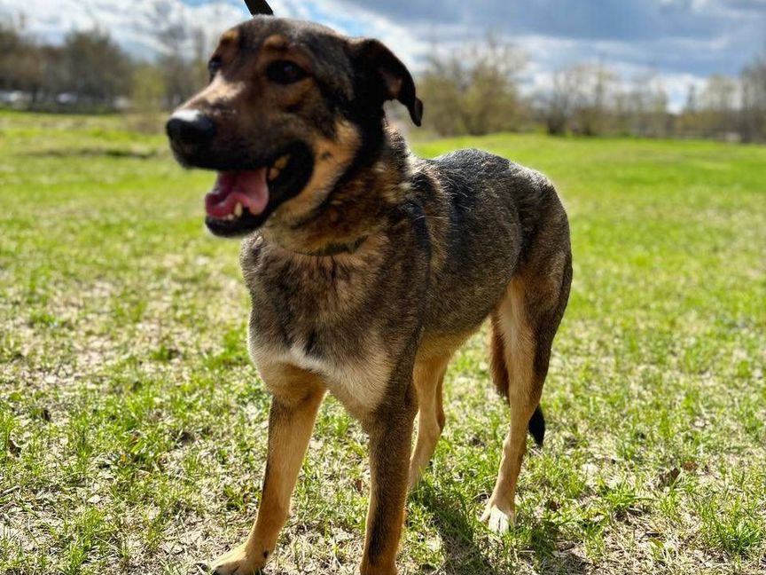 Лео из приюта в семью