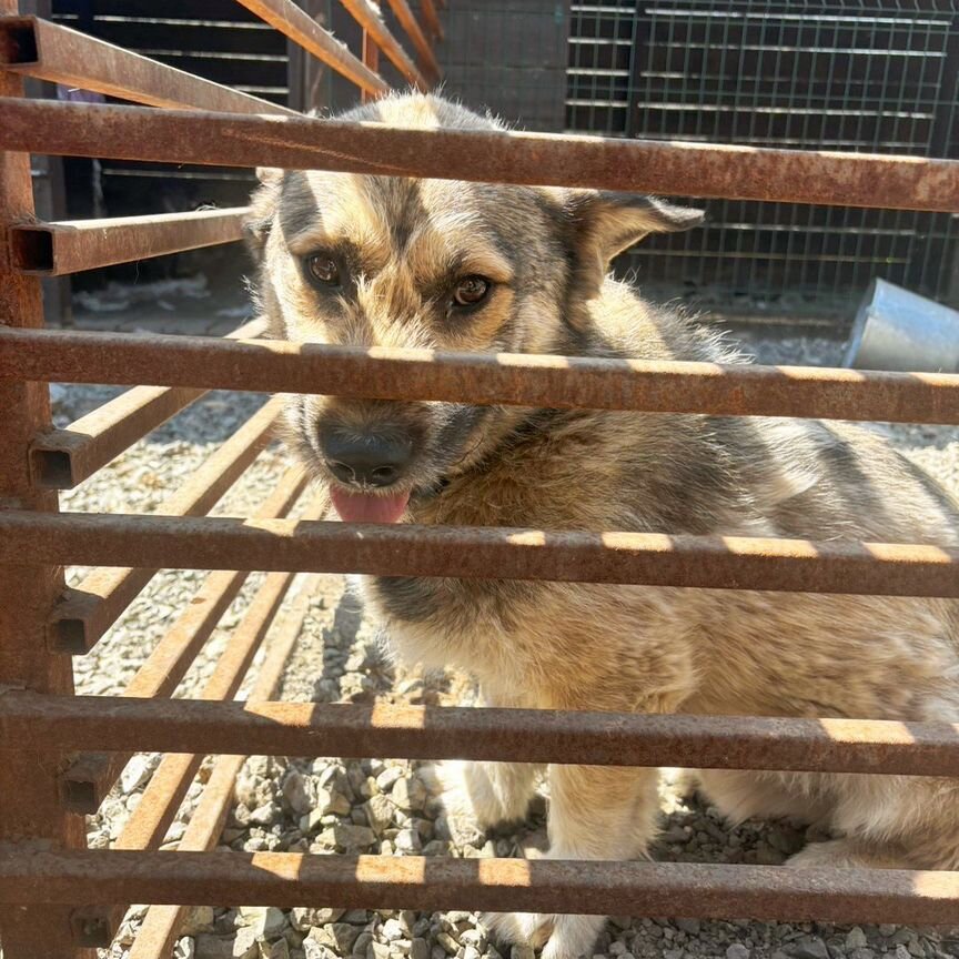 Бородатый корги в поисках дома