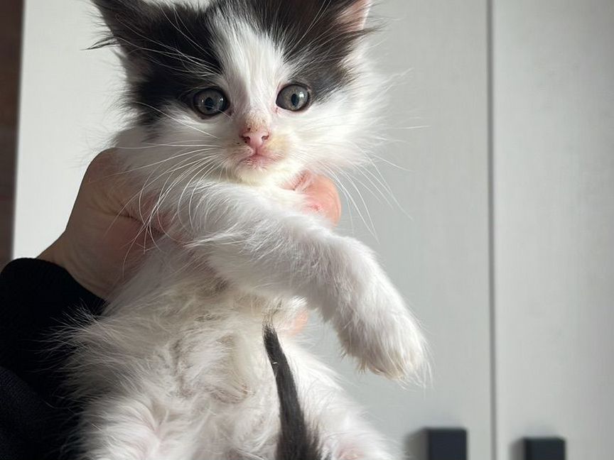 Котята от сибирской мышеловки