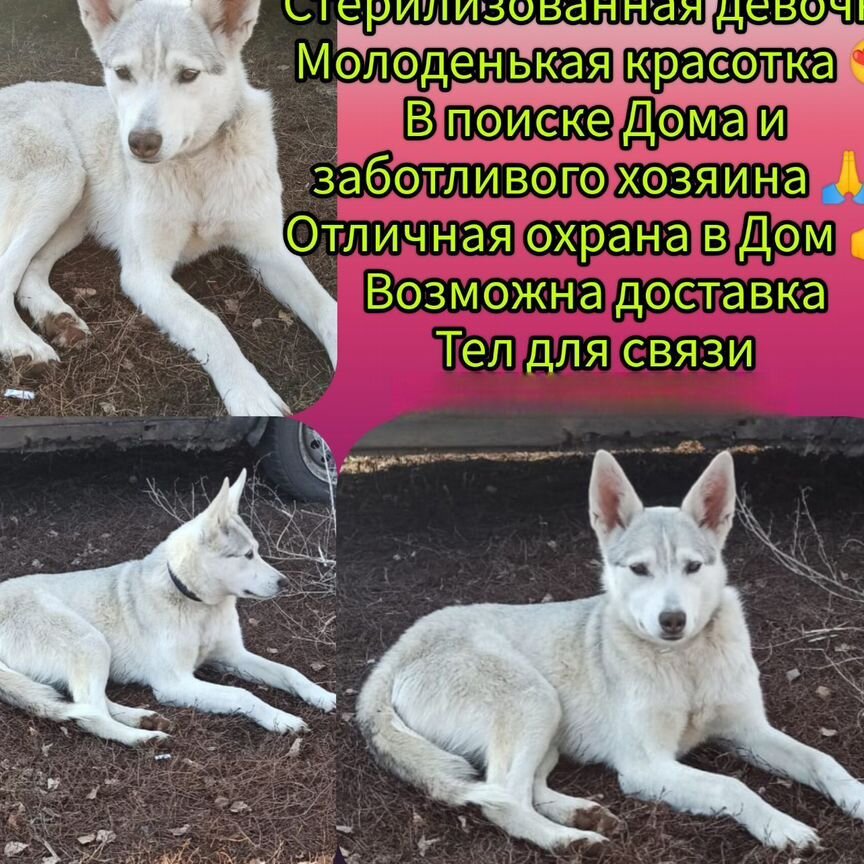 Стерилизованная собака