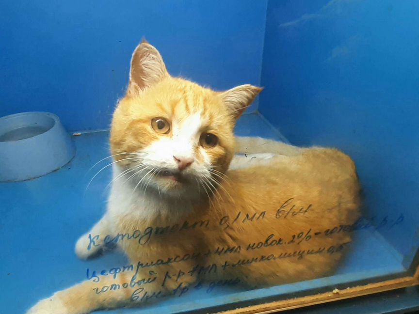 Котик без лапки ищет дом