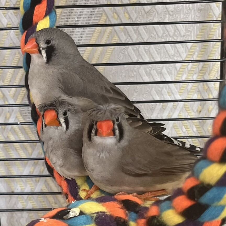 Зебровые Амадины самочки