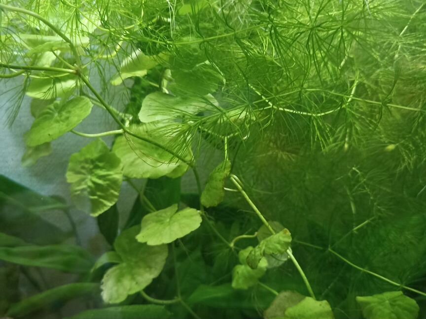 Аквариумное растение Гидрокотила трипартита