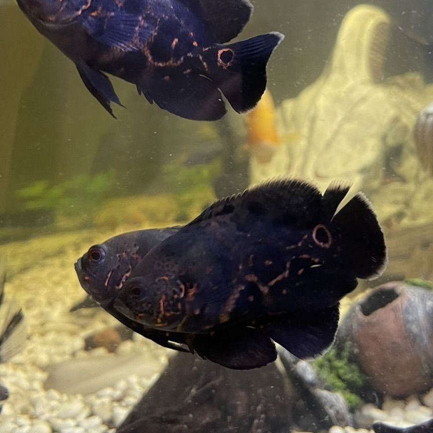 Аквариумные рыбки