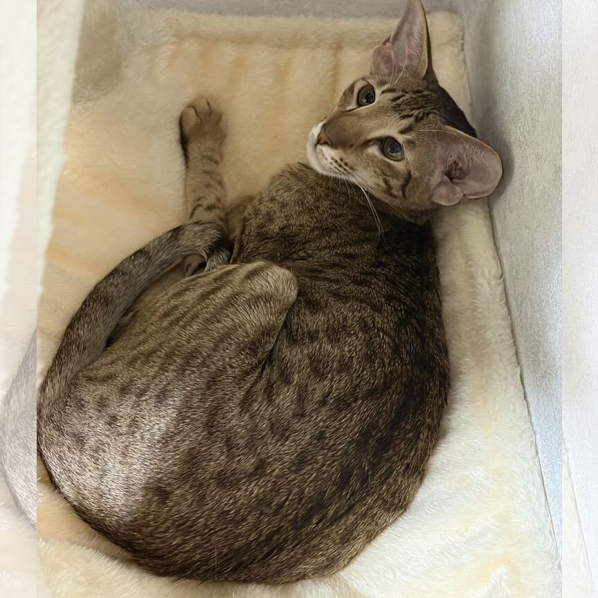 Ориентальная, взрослая кошка