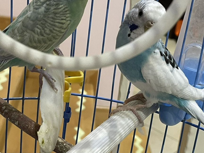 Волнистый попугай пара (мальчик и девочка)