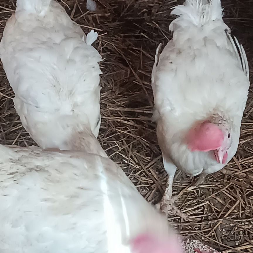 Куры несушки