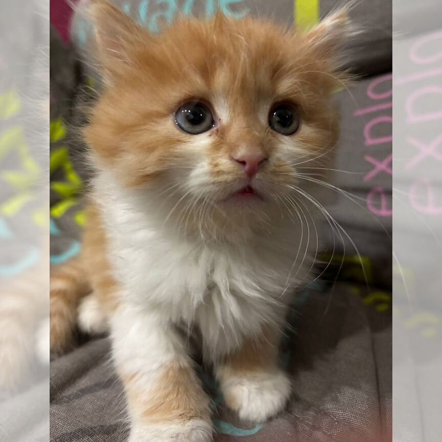 Шотландский вислоухий длинношёрстный котёнок