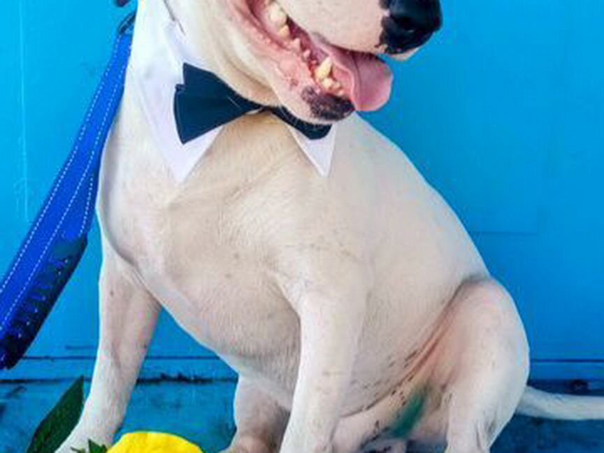 Бультерьер бесплатно