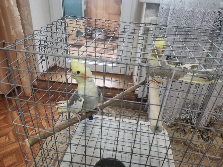 Попугай корелла