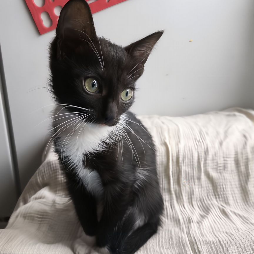 Котёнок в добрые руки