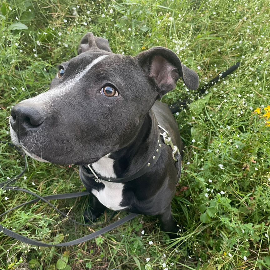 Отрываю от сердца, в добрые руки