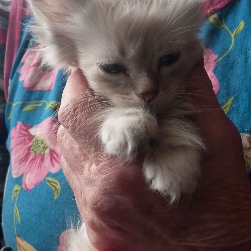 Котята