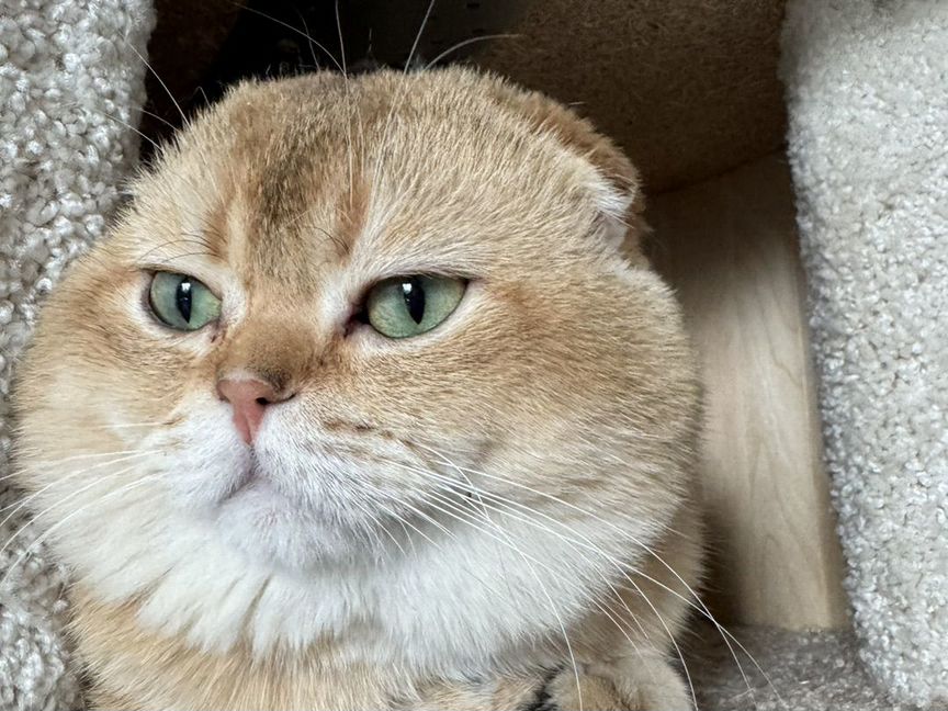 Вязка кот скоттиш - фолд