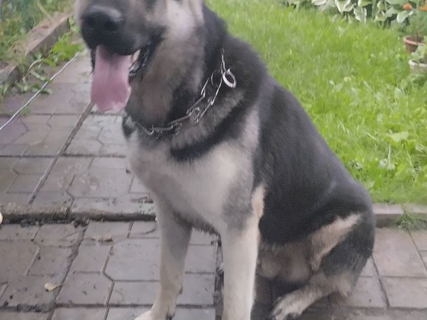 Восточноевропейская овчарка