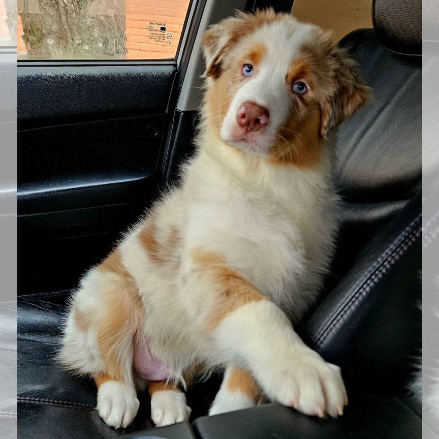 Австралийская овчарка, щенок