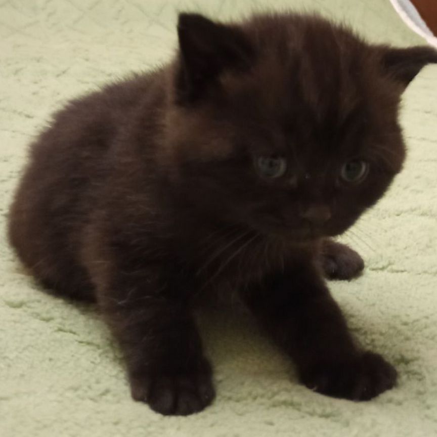 Шотландская прямоухая