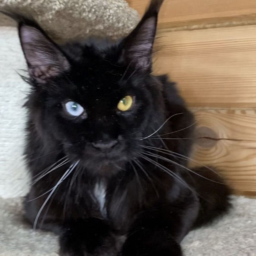 Мейн-кун котёнок