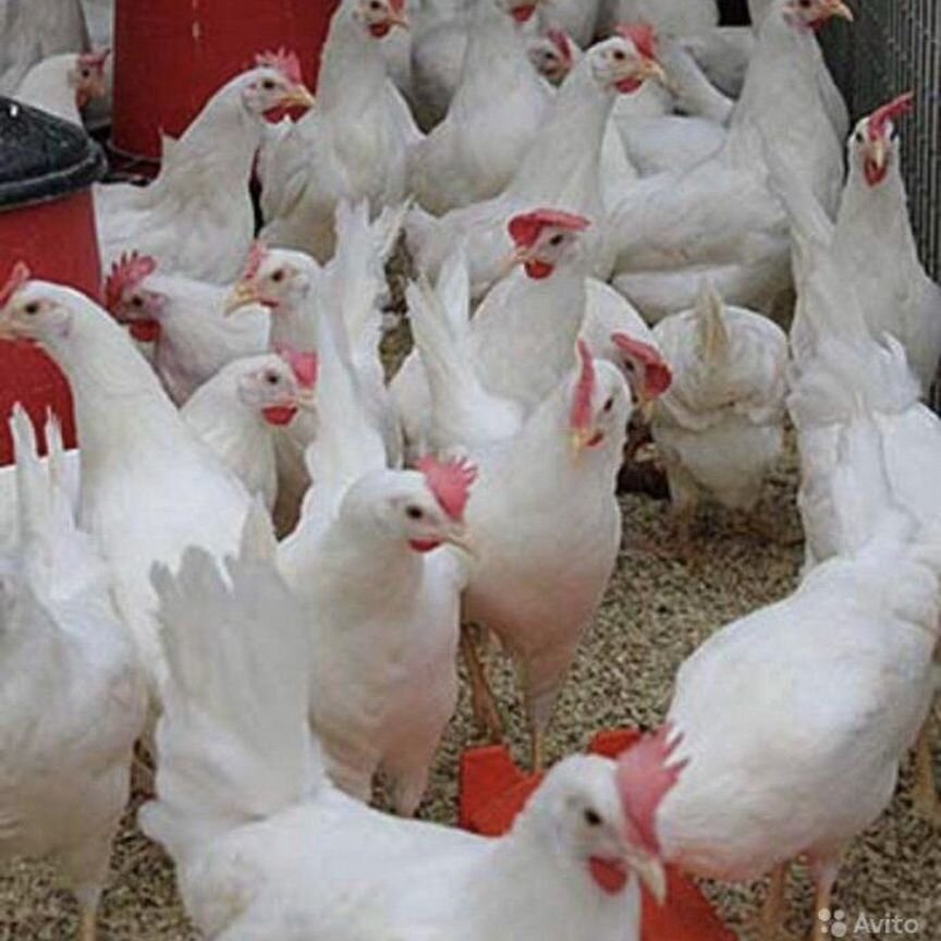 Несушки высокой яйценоскости с бесплатной доставко
