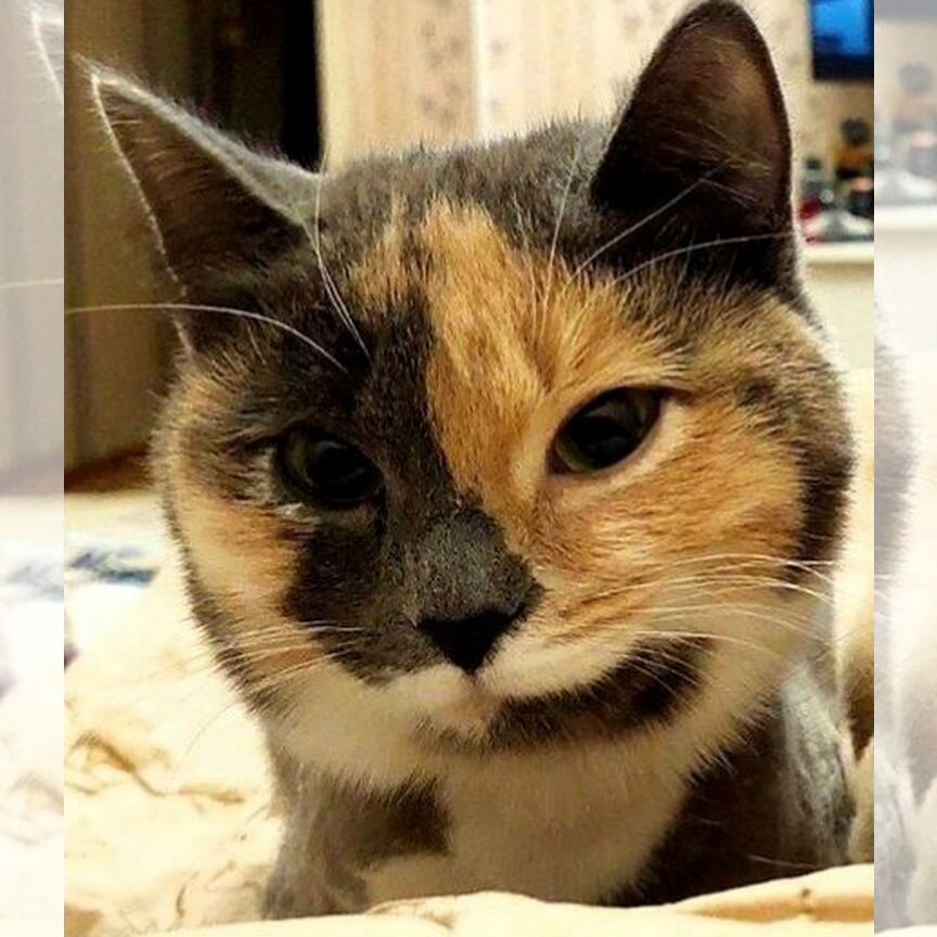 Взрослая, кошка в добрые руки