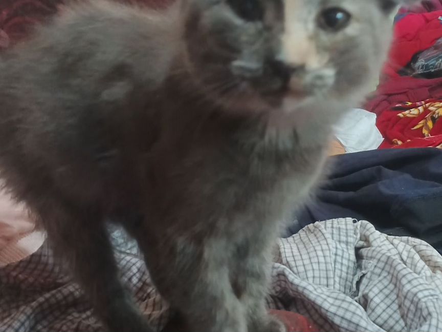 Котёнок(или кошечка, пол не знаю) в добрые руки